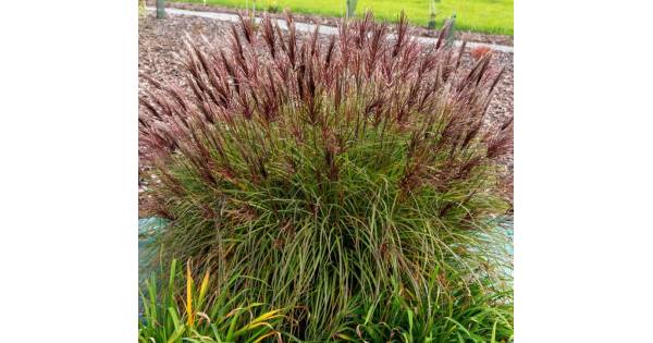 Iarba decorativa Miscanthus sinensis "Red Chief"